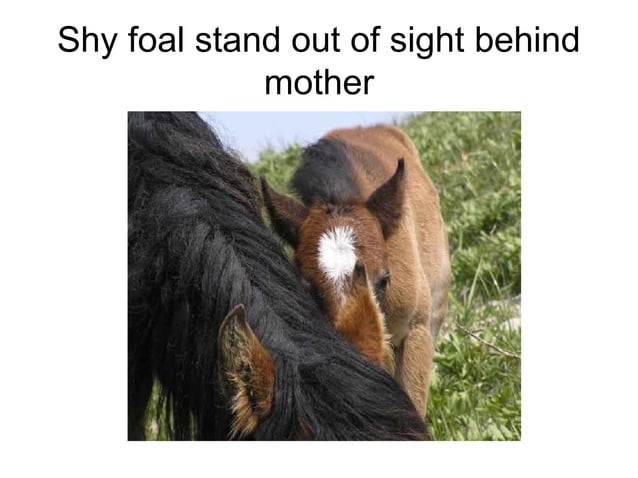 Arabian mare maternal behaviour | PPT