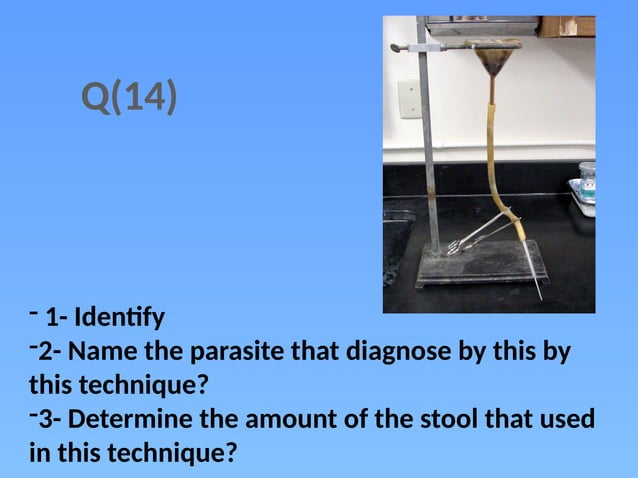 Digestive System: Function, Organs & Anatomy | PPT