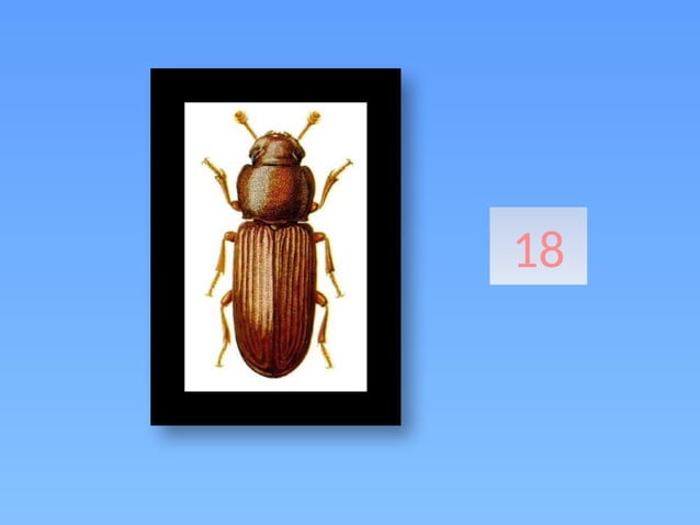 Digestive System: Function, Organs & Anatomy | PPT