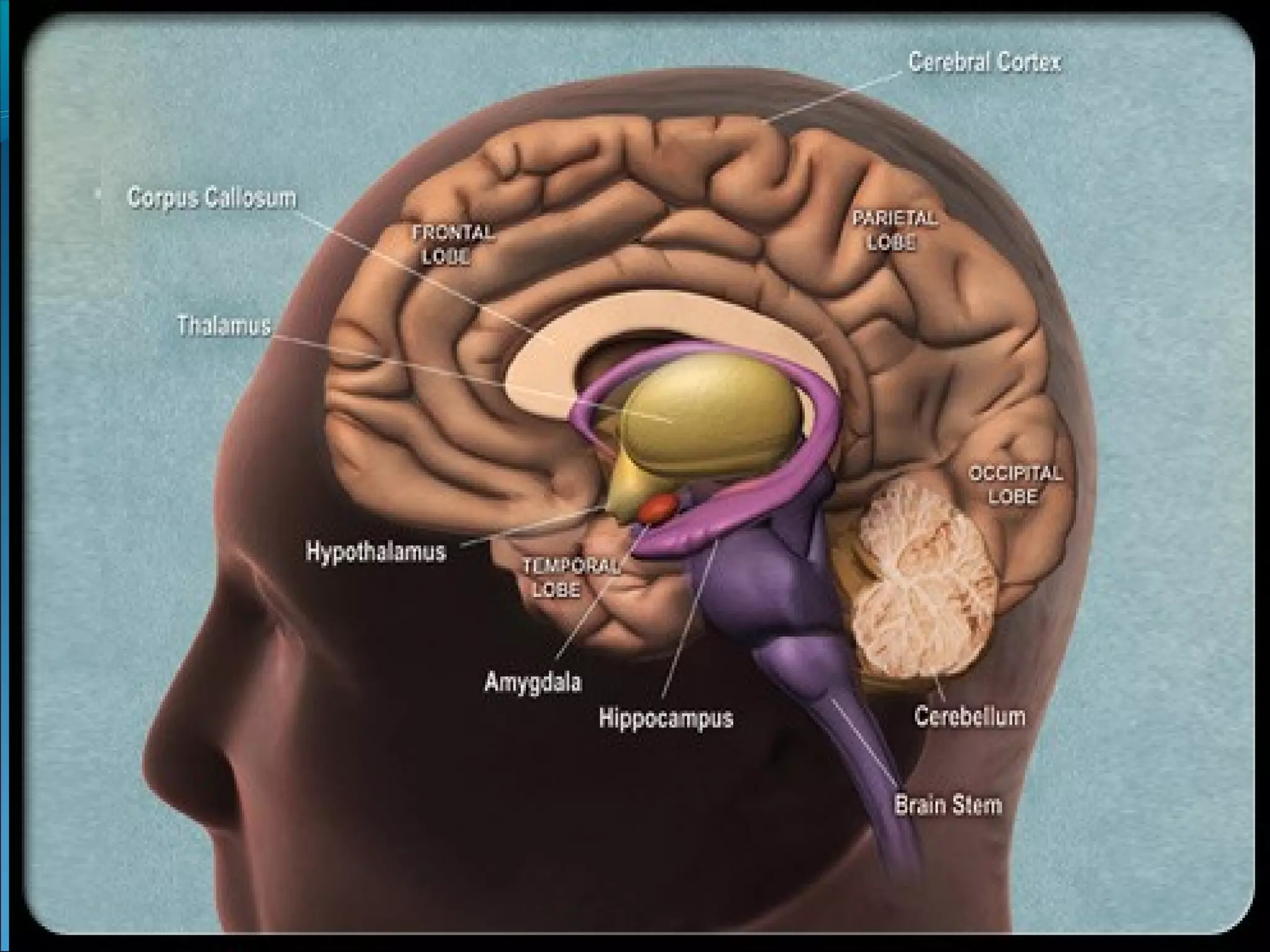 Arabic mental health awareness autism 1 | PPT