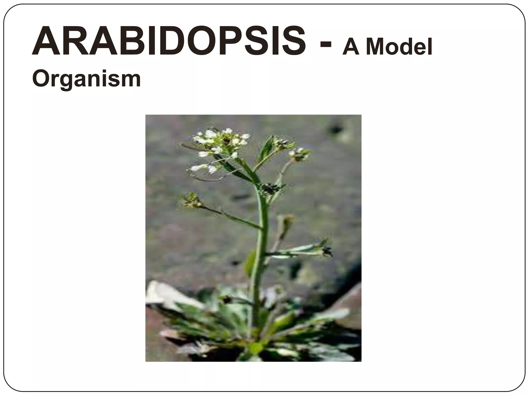 Arabidopsis a model organism | PPTX