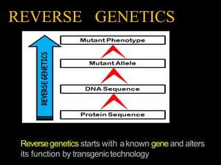 Arabidopsis in molecular biology | PPTX