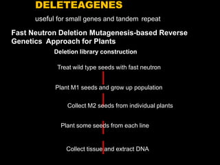 Arabidopsis in molecular biology | PPTX