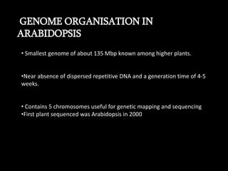 Arabidopsis in molecular biology | PPTX