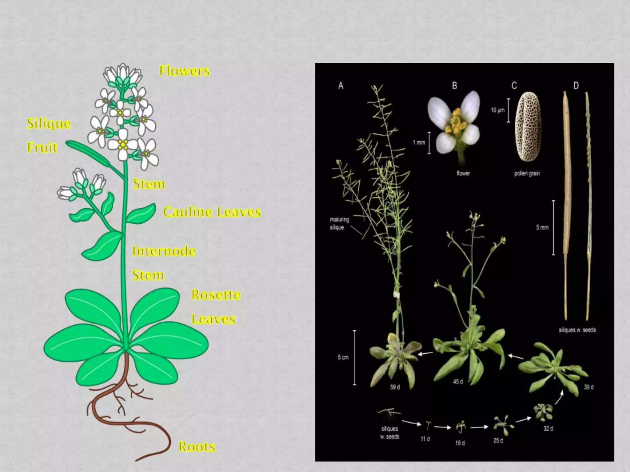 Arabidopsis thaliana | PPTX
