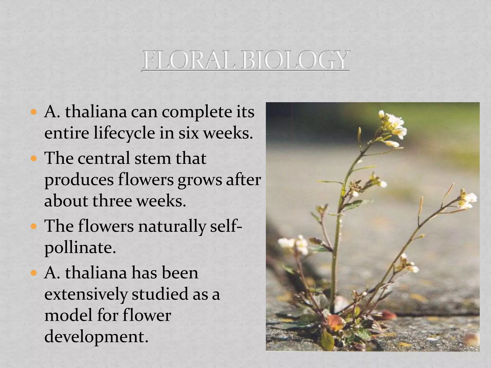 Arabidopsis thaliana | PPTX