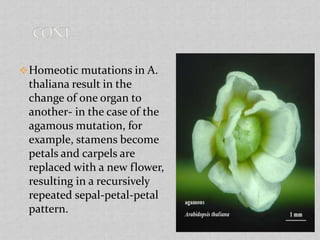 Arabidopsis thaliana | PPTX