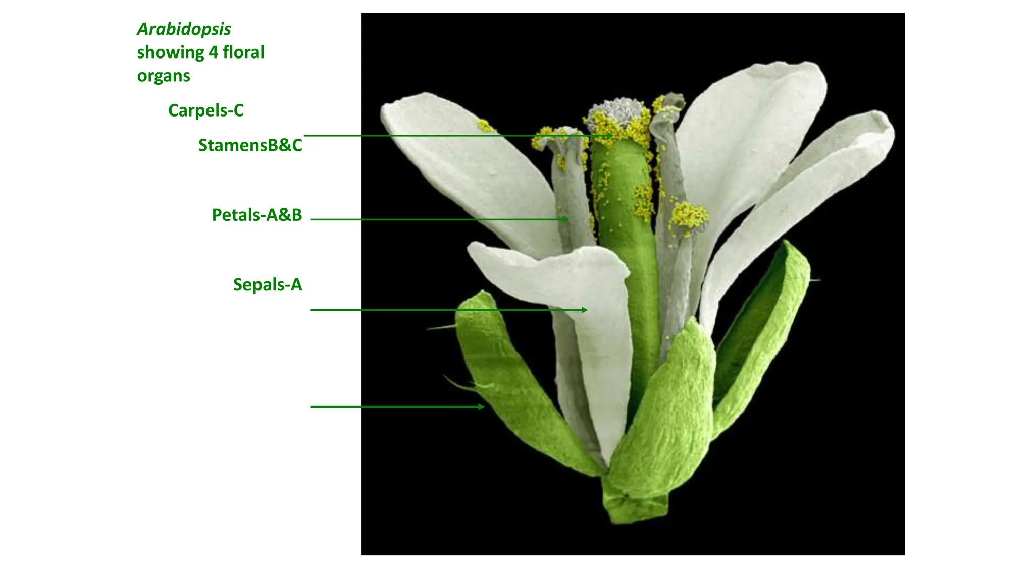 Arabidopsis Thaliana.ppt