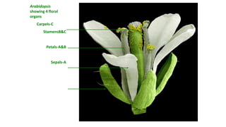 Arabidopsis Thaliana.ppt