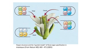 Arabidopsis Thaliana.ppt