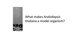 Arabidopsis Thaliana.ppt