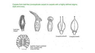Arabidopsis Thaliana.ppt