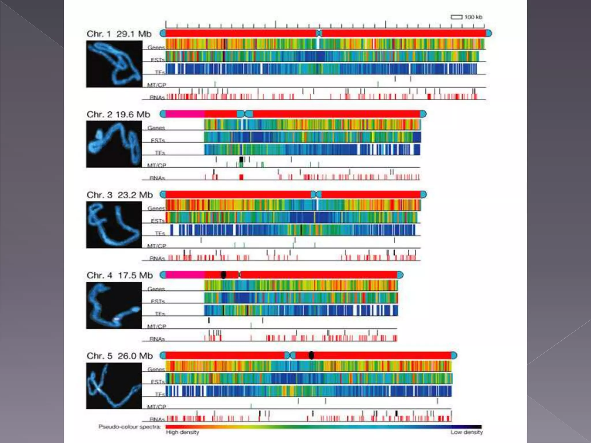 Arabidopsis thaliana genome project | PPTX