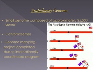 Arabidopsis thaliana genome project | PPTX