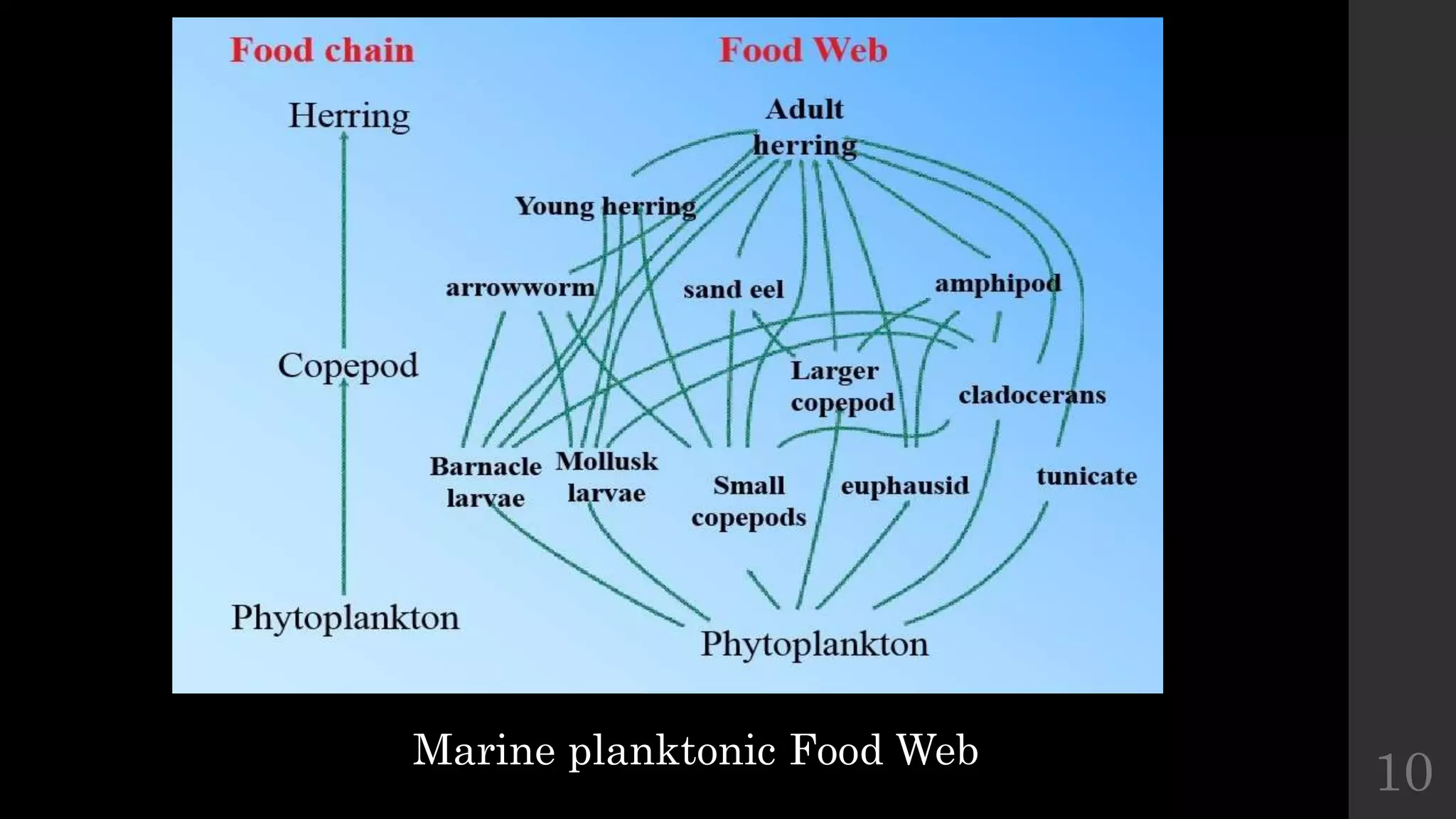 marine food web | PPTX
