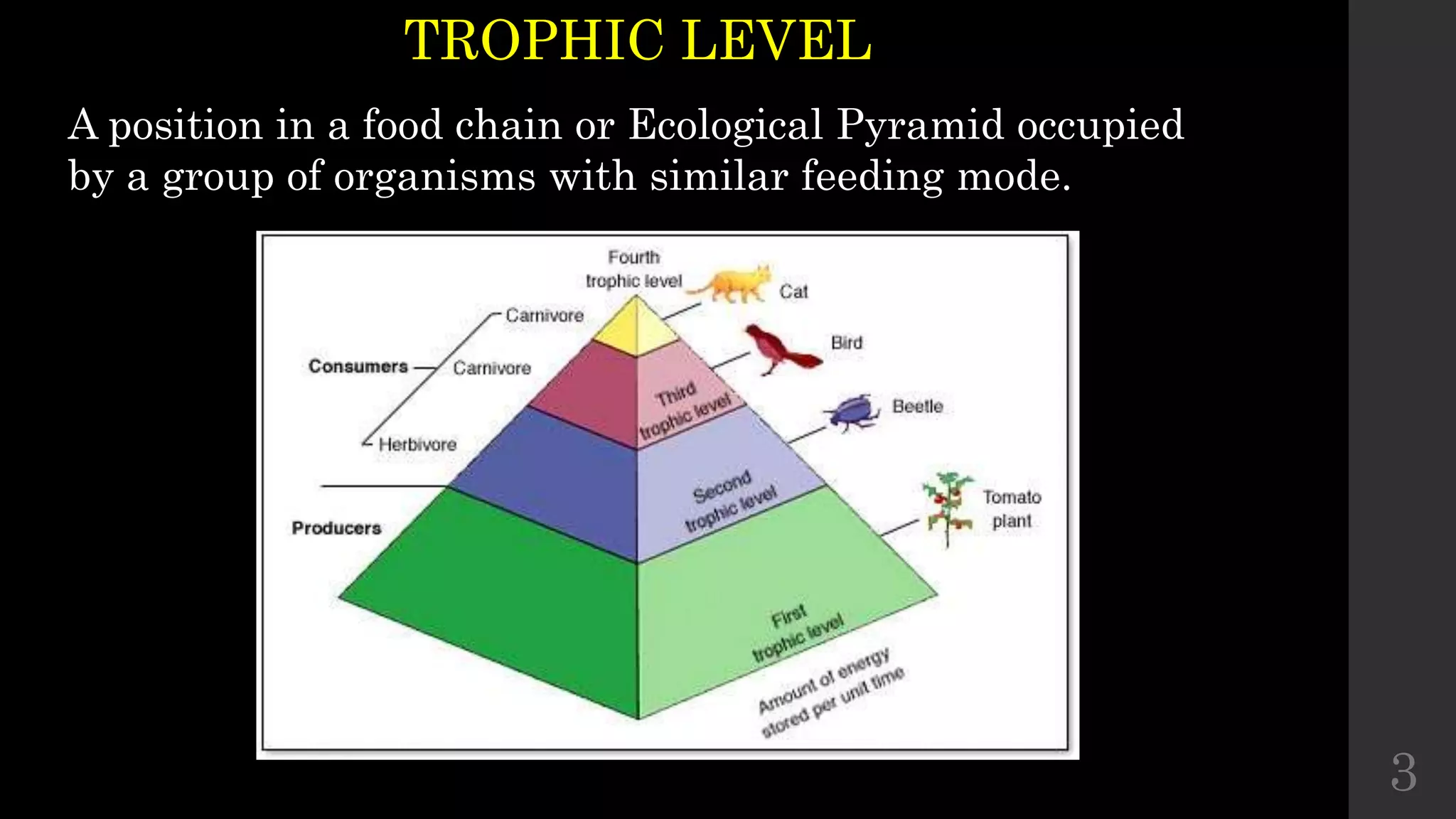 marine food web | PPTX