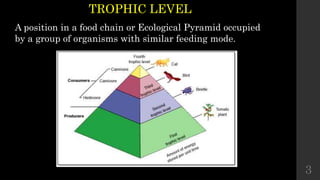 Marine Food Web Trophic Levels