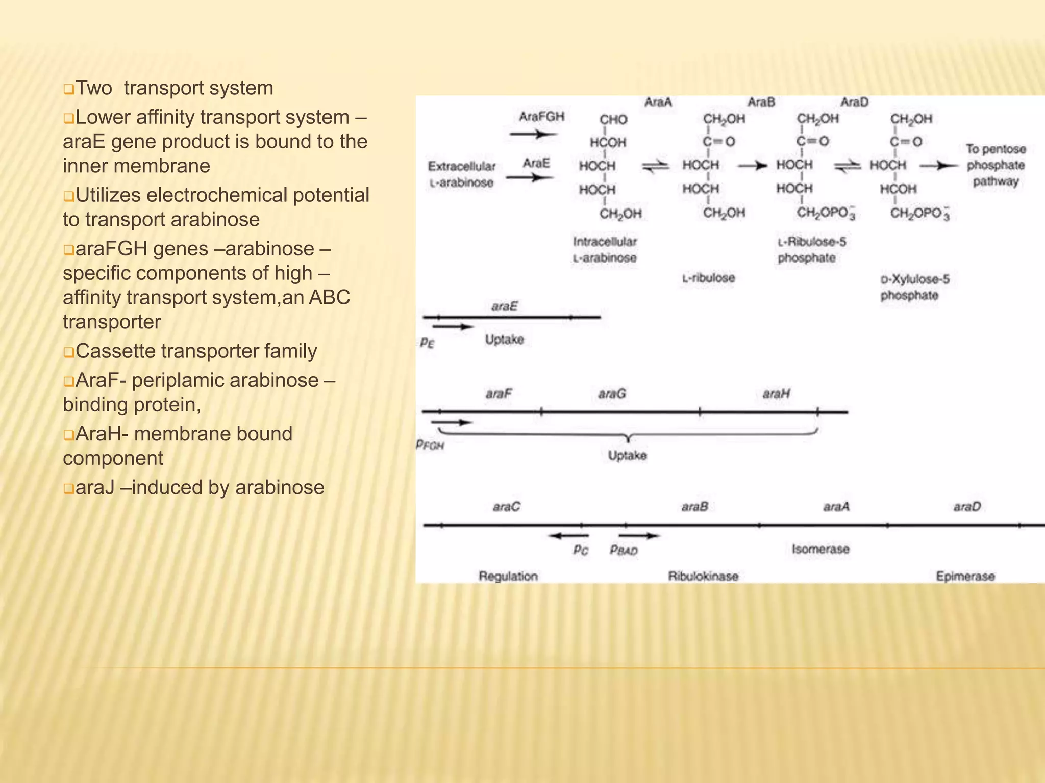 Arabinose operon and their regulation and arac | PPTX