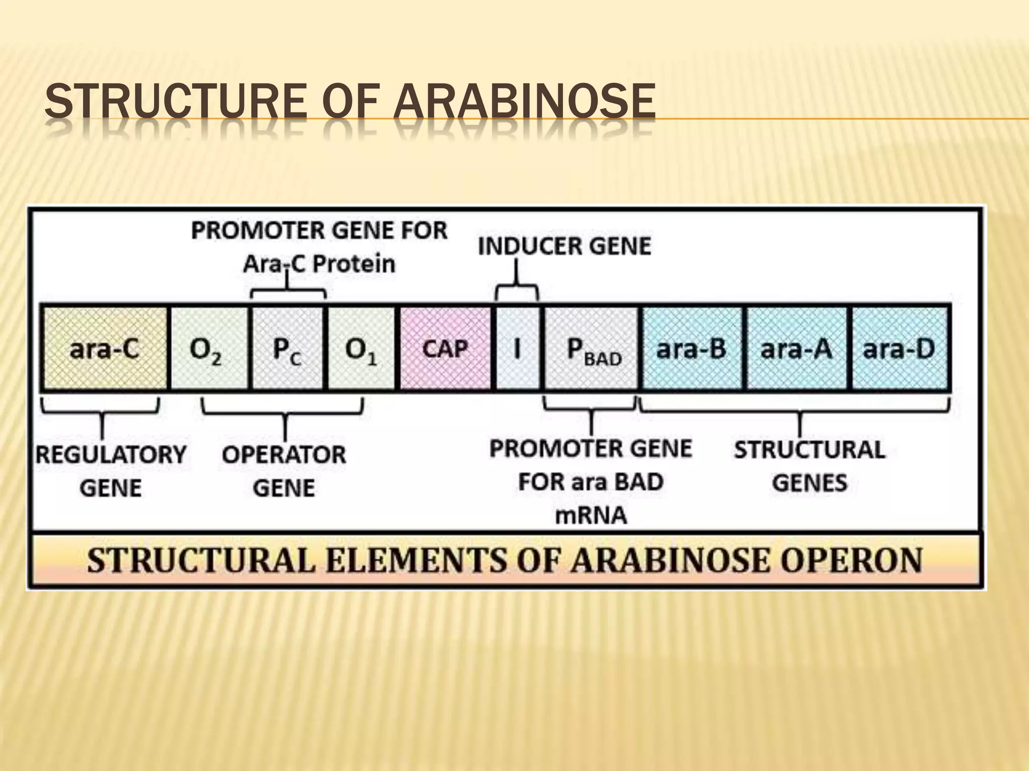 Arabinose operon and their regulation and arac | PPTX