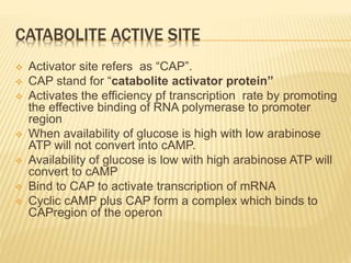Arabinose operon and their regulation and arac | PPTX