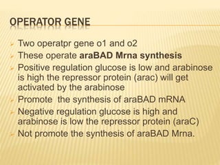 Arabinose operon and their regulation and arac | PPTX