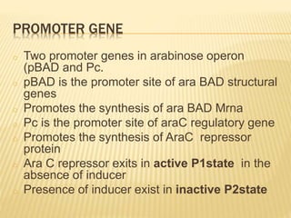 Arabinose operon and their regulation and arac | PPTX