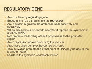 Arabinose operon and their regulation and arac | PPTX