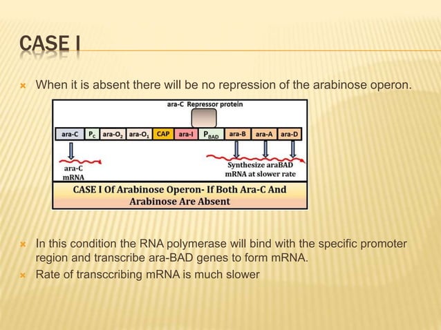 Arabinose operon and their regulation and arac | PPTX