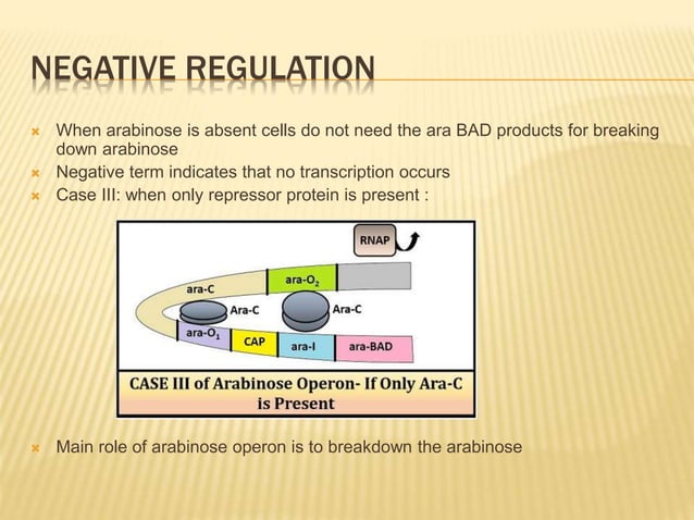 Arabinose operon and their regulation and arac | PPTX