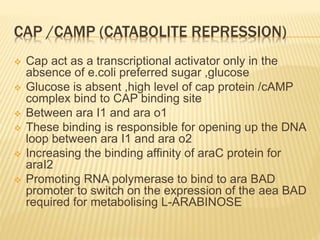 Arabinose operon and their regulation and arac | PPTX