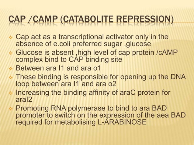 Arabinose operon and their regulation and arac | PPTX