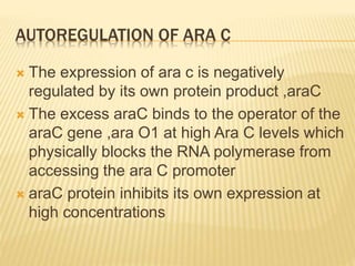 Arabinose operon and their regulation and arac | PPTX