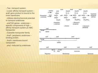 Arabinose operon and their regulation and arac | PPTX