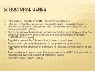 Arabinose operon and their regulation and arac | PPTX