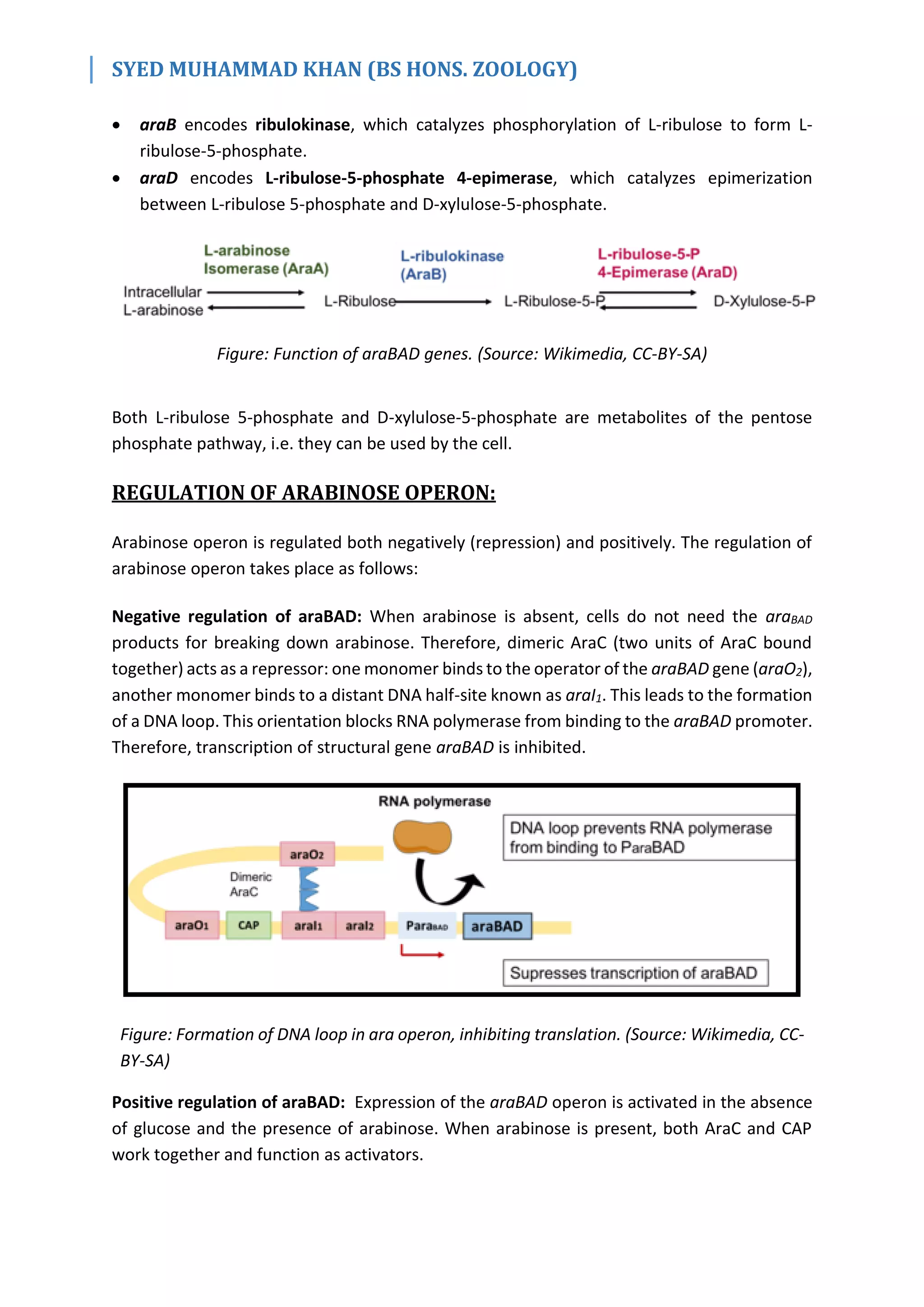 Arabinose Operon | PDF
