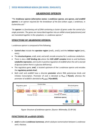 Arabinose Operon | PDF