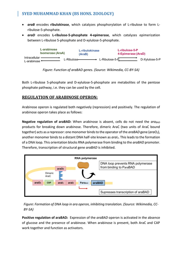Arabinose Operon | PDF