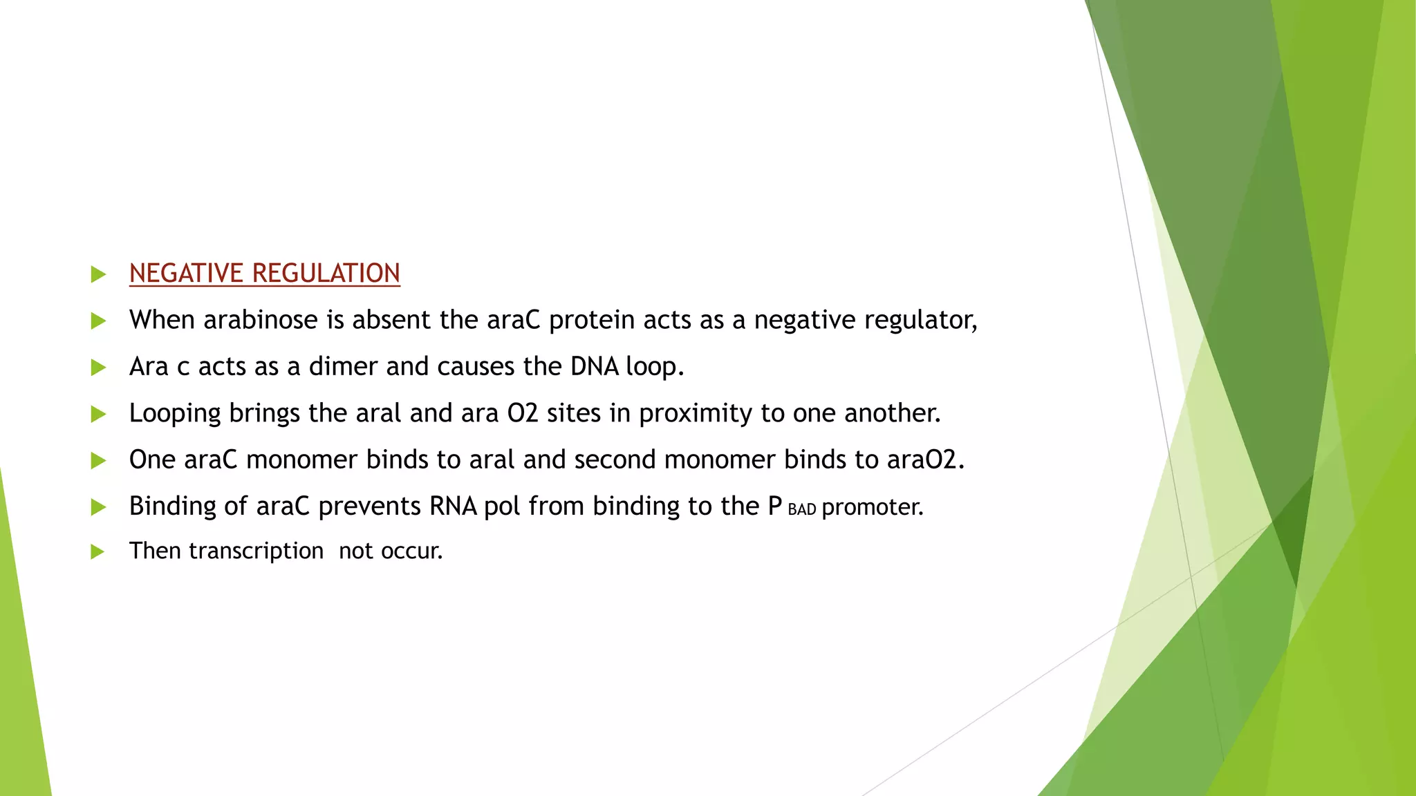 arabinose operon.pptx