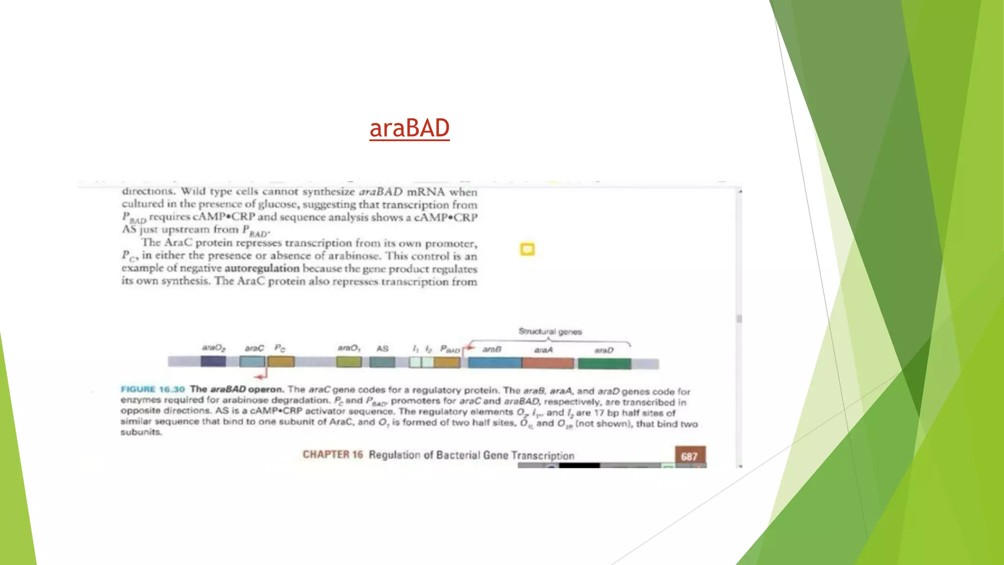 arabinose operon.pptx | Chemistry | Science