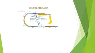 arabinose operon.pptx