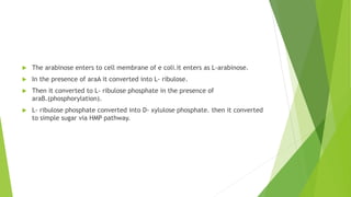 arabinose operon.pptx