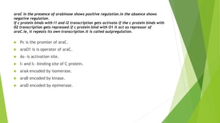 arabinose operon.pptx