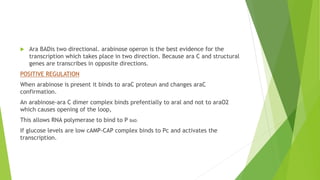 arabinose operon.pptx