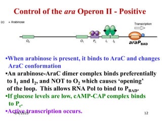 Arabinose Operon.pdf od molecular biology lac opron | PDF