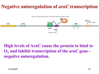Arabinose Operon.pdf od molecular biology lac opron | PDF