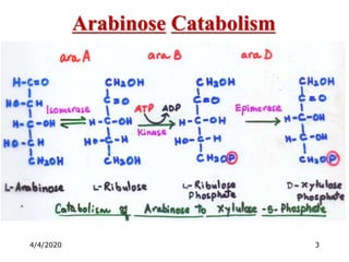 Arabinose Operon.pdf od molecular biology lac opron | PDF