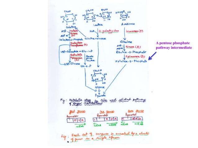 Arabinose Operon.pdf od molecular biology lac opron | PPT