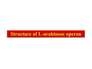 Arabinose Operon.pdf od molecular biology lac opron | PDF
