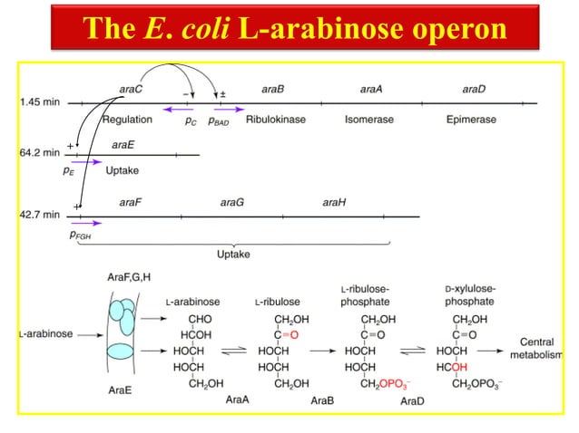 Arabinose Operon.pdf od molecular biology lac opron | PDF | Endocrine and Metabolic Diseases ...