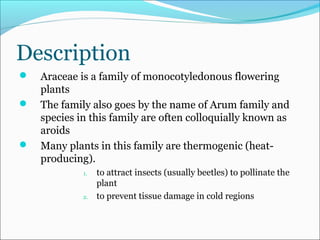 Araceae | PPT